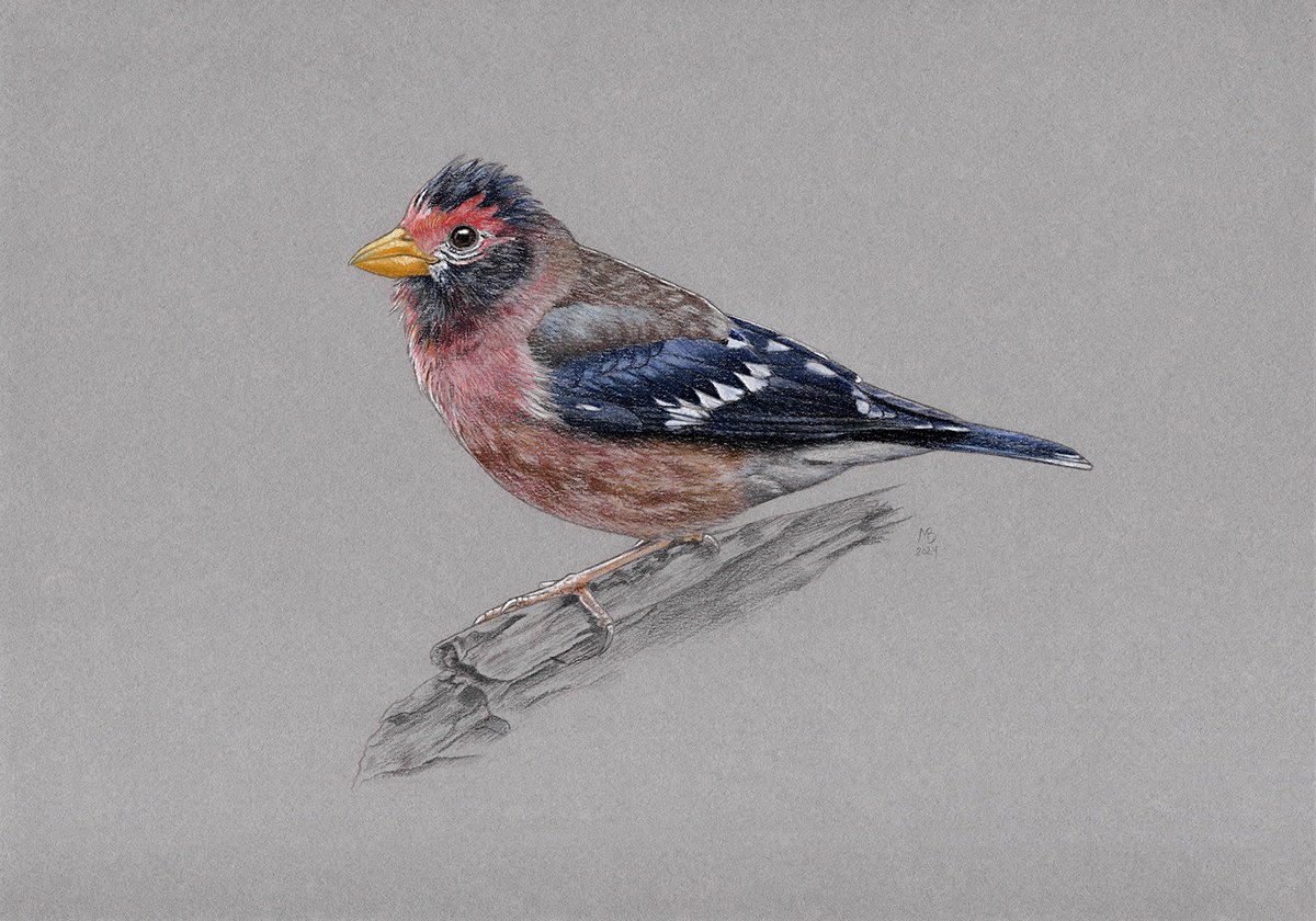 Spectacled Finch Pastel drawing by Mikhail Vedernikov | Artfinder