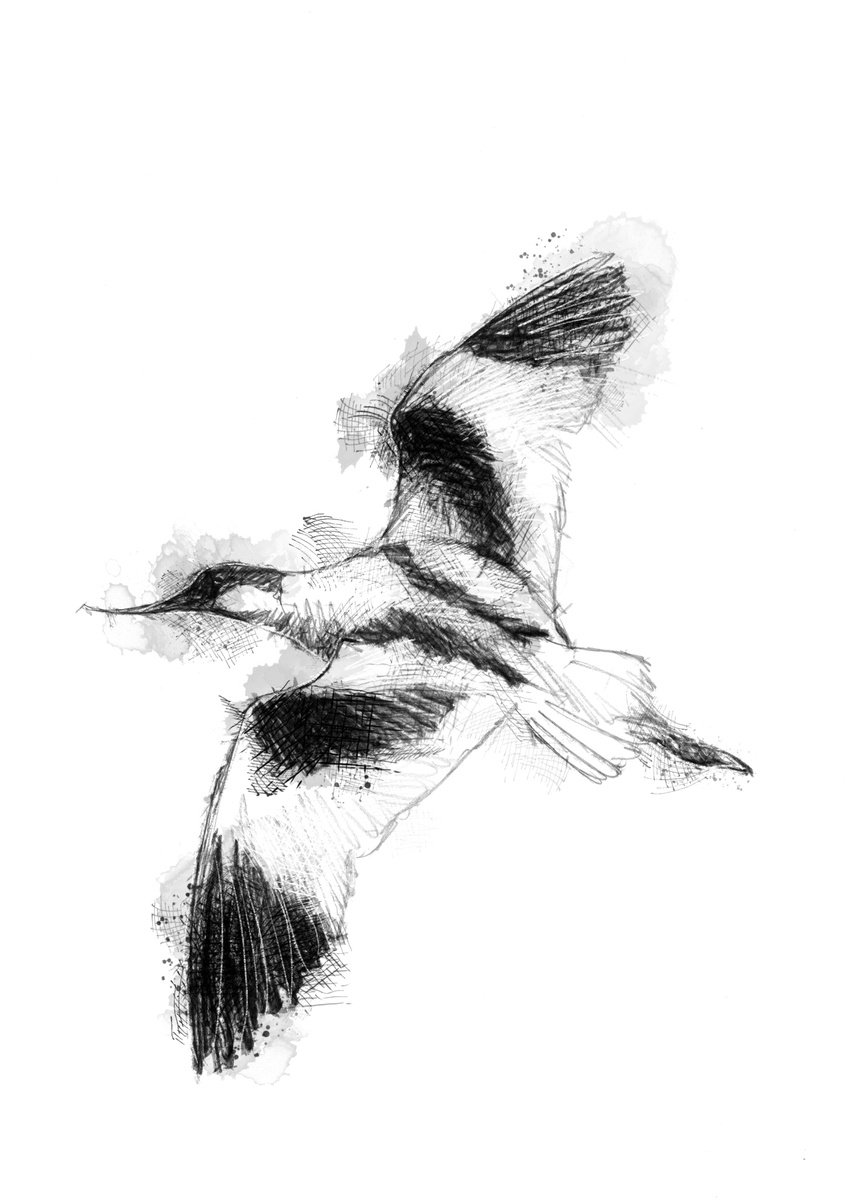 Avocet flight Pencil drawing: Sean Briggs | Artfinder
