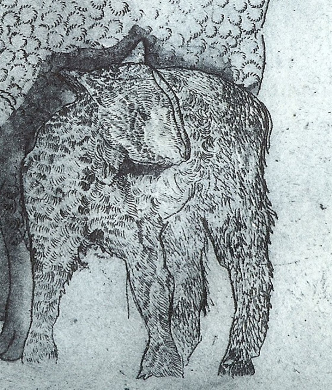 Feeling Sheepish Etching / Engraving: Jane Daniell | Artfinder