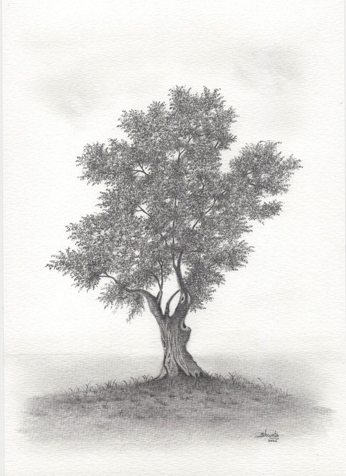 Original Pencil Drawing - Olive Tree by Shweta Mahajan