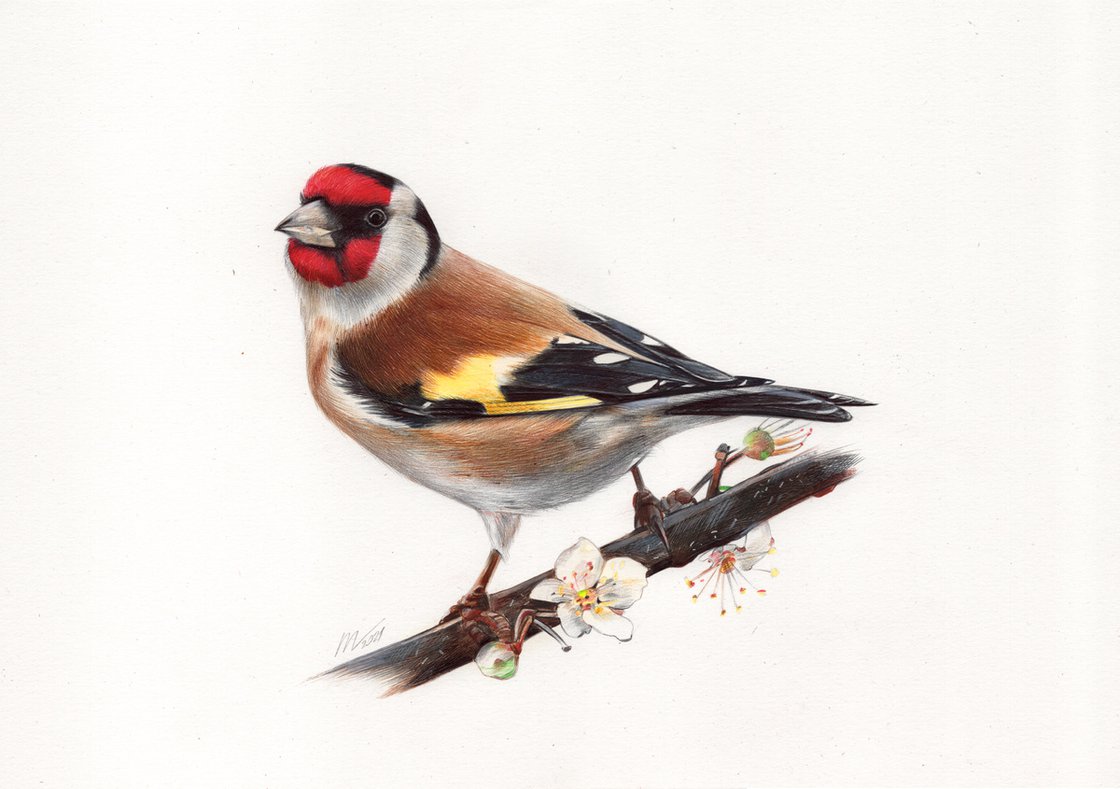 Pencil Drawing & Illustration Greenfinch Bird Wall Art Nature Decor ...