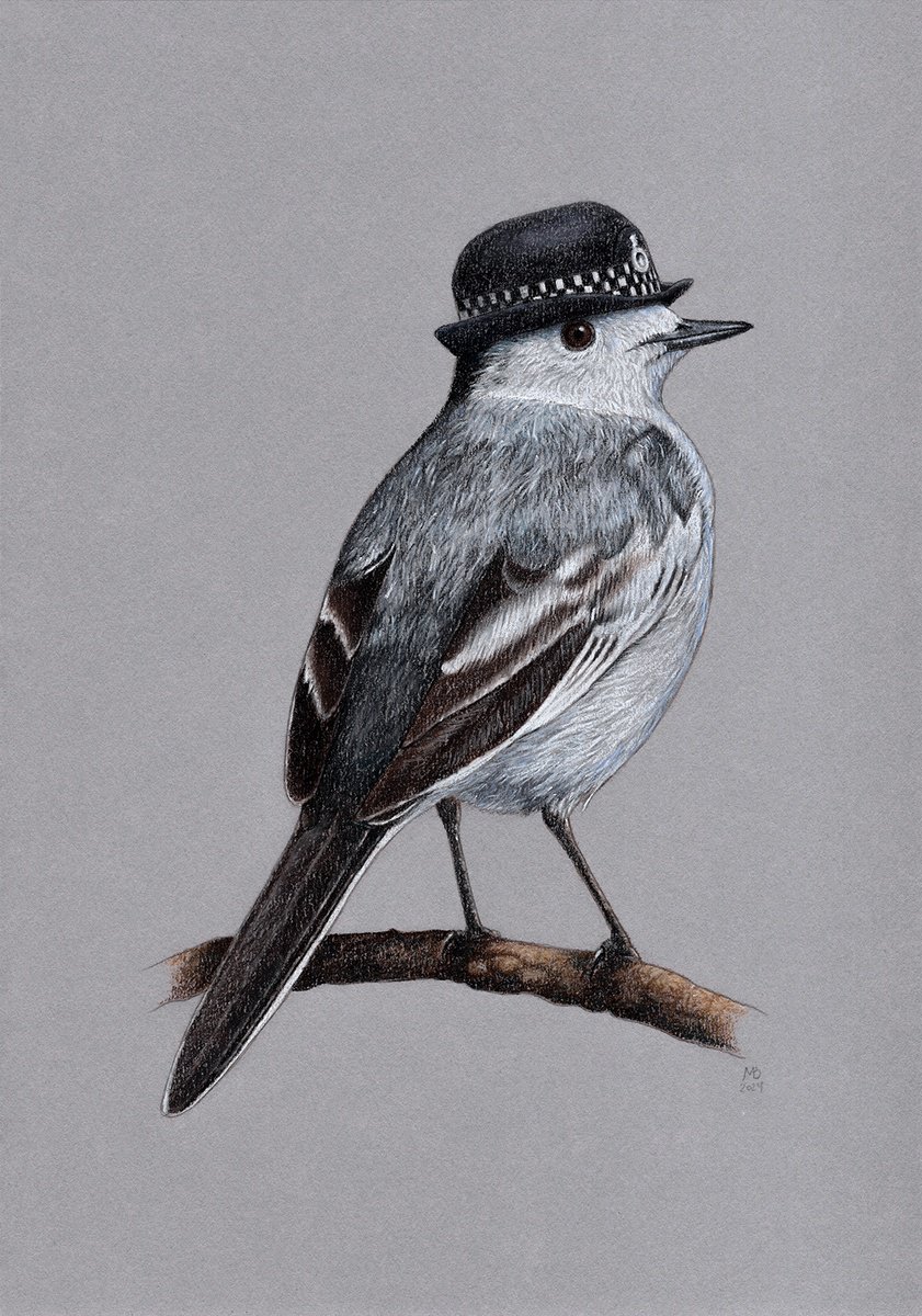 White wagtail Pastel drawing: Mikhail Vedernikov | Artfinder