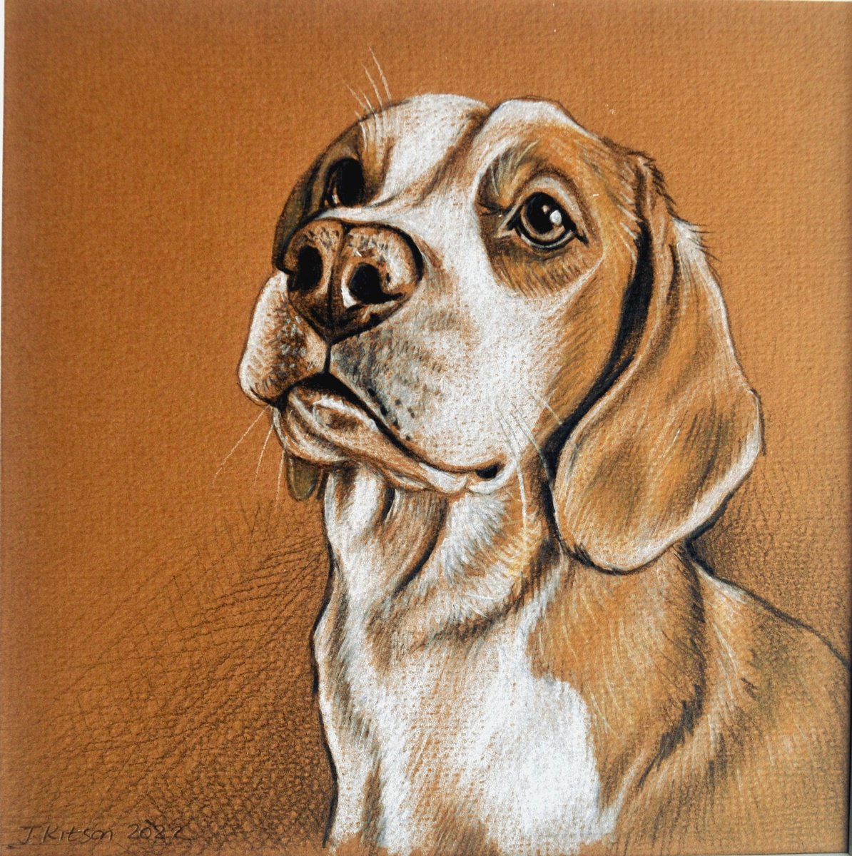 Beagle Pencil drawing by Joanne Kitson | Artfinder