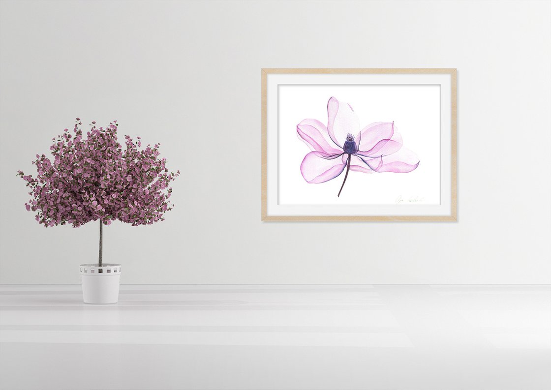 Transparent Magnolia Watercolour: Olga Koelsch | Artfinder