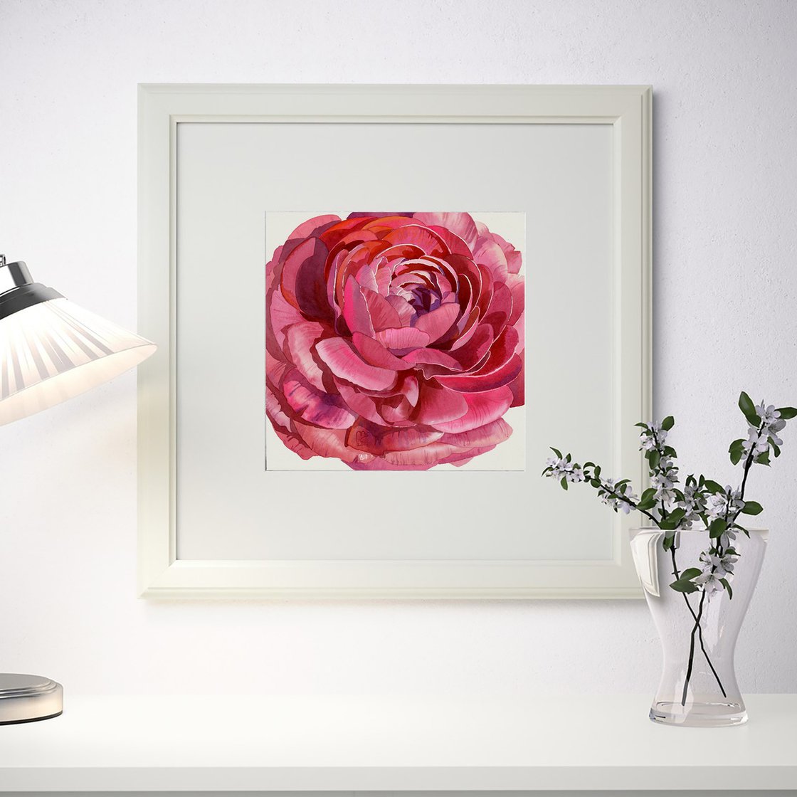 Bright pink Ranunculus flower Watercolour: Eleanor Mill | Artfinder