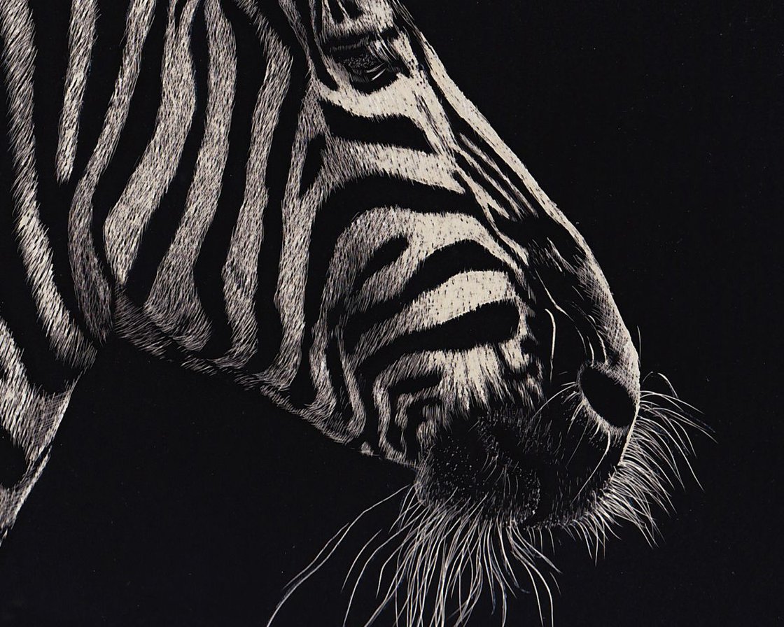 Zebra Portrait Drawing: Dietrich Moravec | Artfinder
