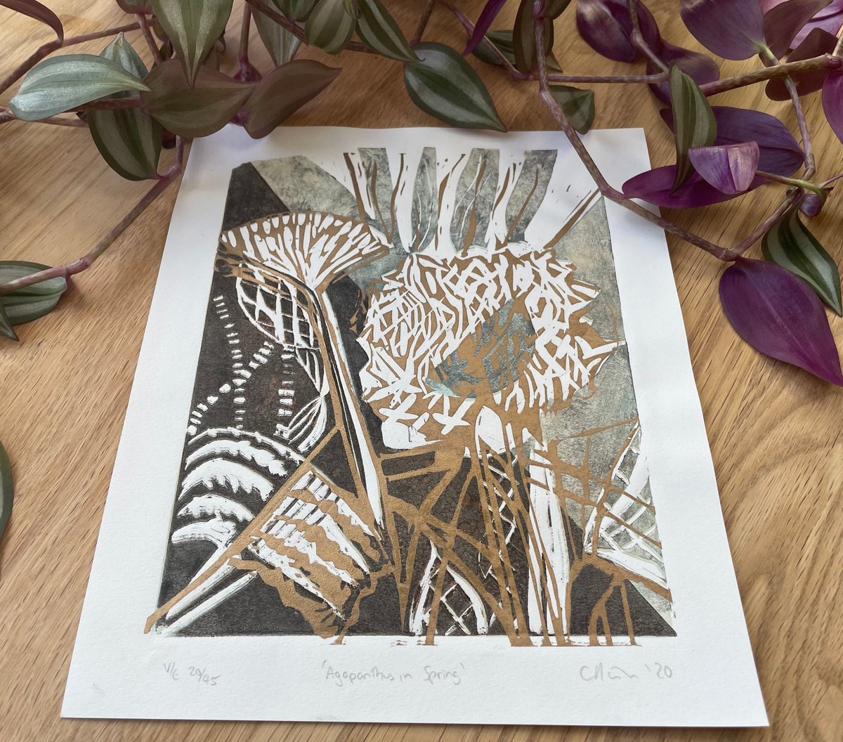Agapanthus in Spring Linocut Linocut: C Staunton | Artfinder