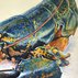Lobster Rainbow by Lydia Cunningham | Artfinder