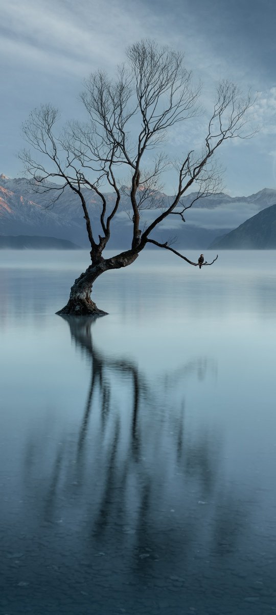 Tranquility Tree Photograph: Nick Psomiadis | Artfinder