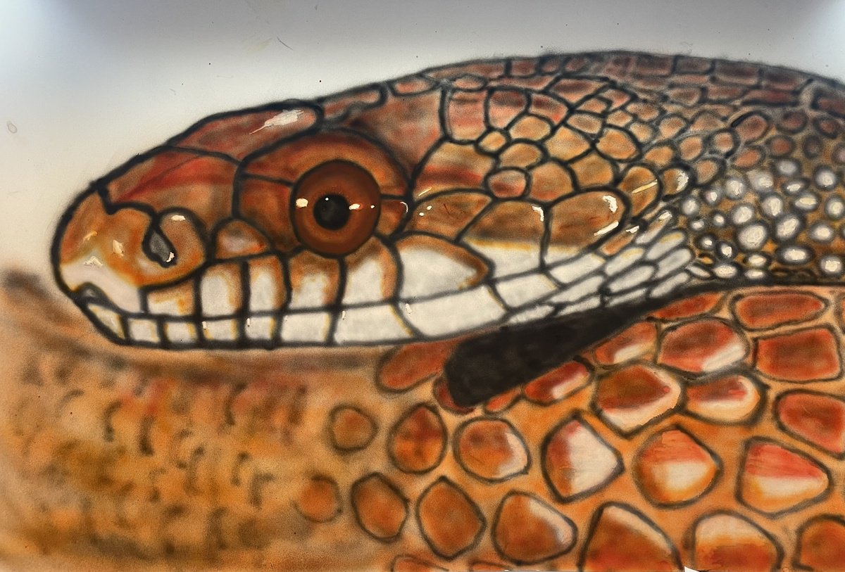 Snake Kornnatter Spray paint painting: ONE AIR ART STUDIO | Artfinder