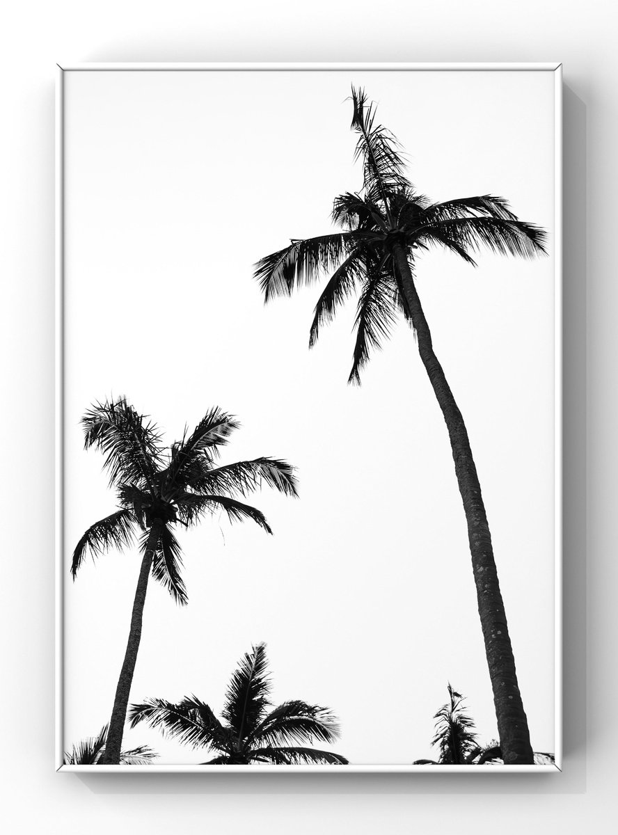 Tropycal 2 Photograph by Rafael Campezato | Artfinder