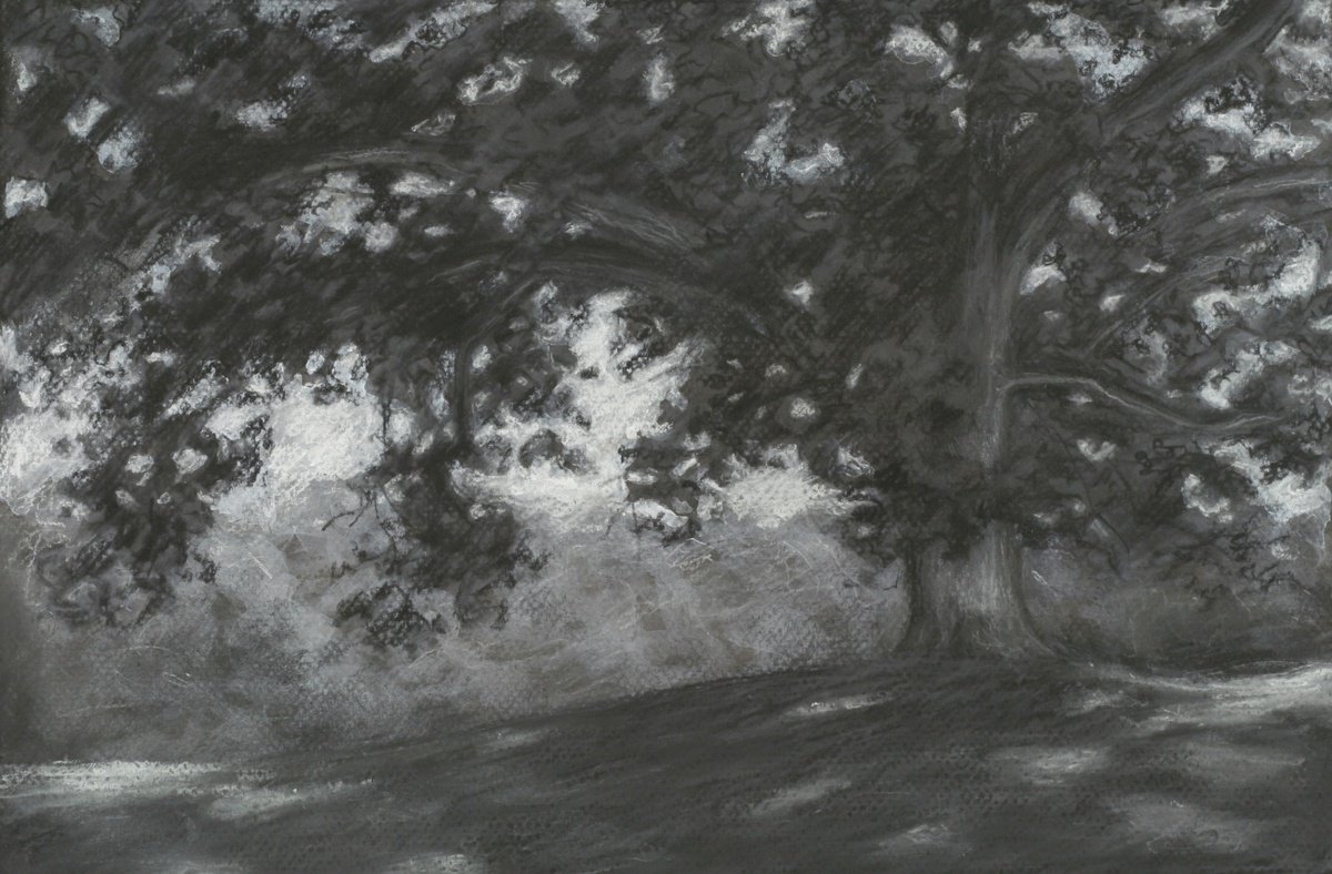 Old Oak Tree Kent County Michigan Charcoal Drawing Charcoal Drawing