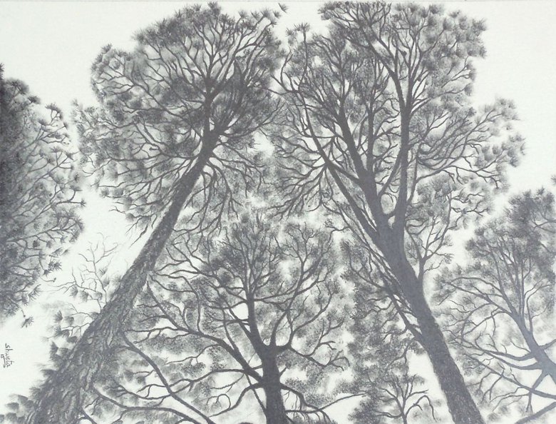 Cedar Forest Pencil drawing by Shweta Mahajan | Artfinder