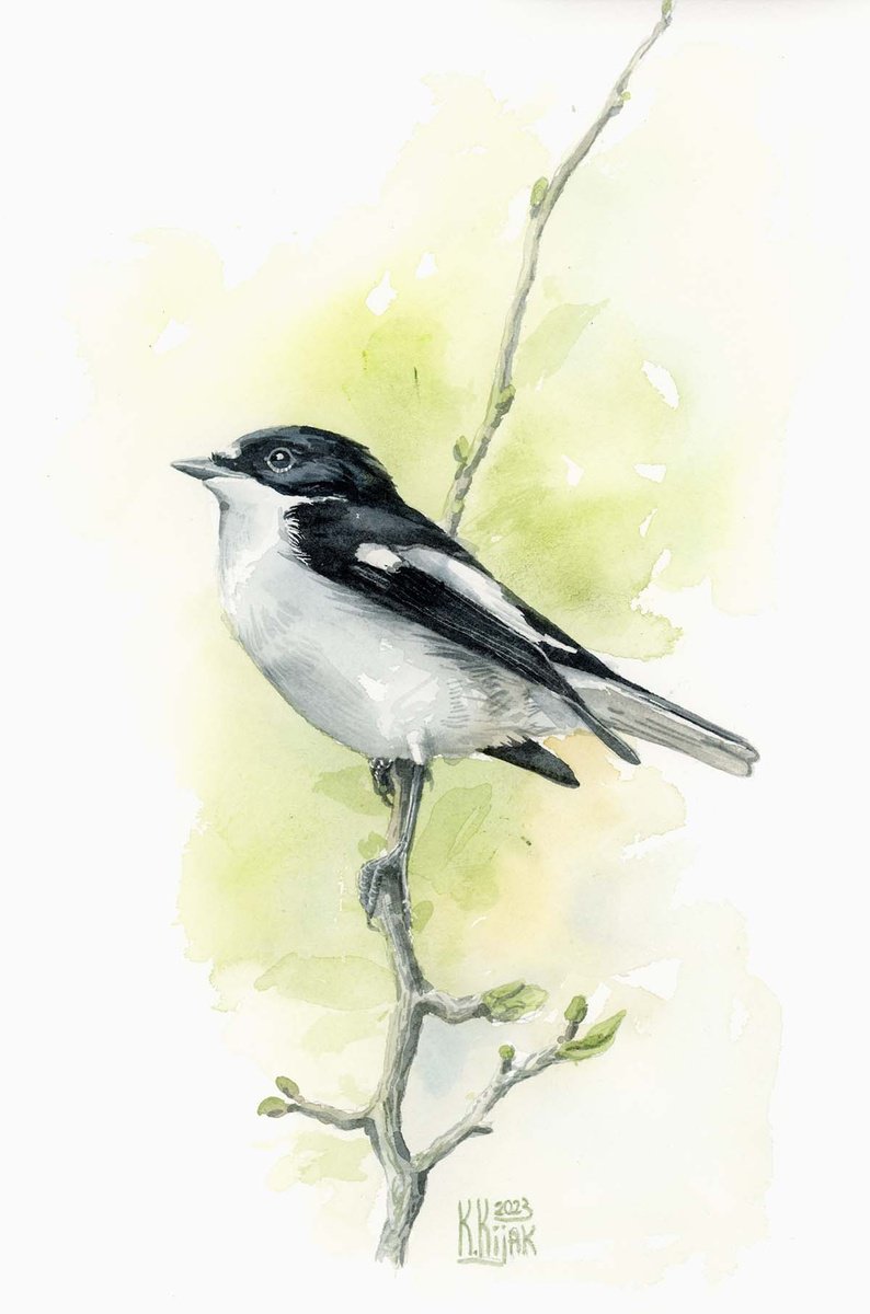 pied flycatcher bird Watercolour by Karolina Kijak | Artfinder
