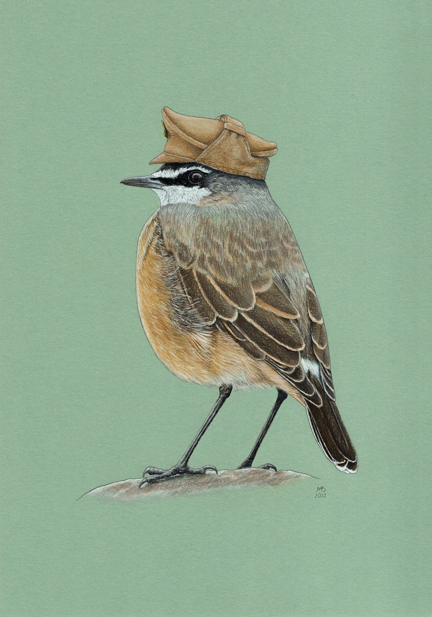Red-breasted wheatear Pastel drawing: Mikhail Vedernikov | Artfinder