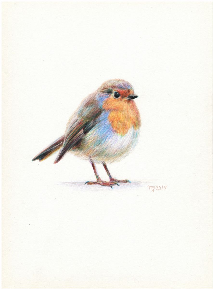 Robin #2, British Robin Red Breast Bird/Bird Series Pencil drawing by ...