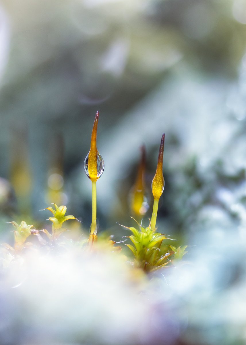 Forest’s Mossy Soul - matted Photograph: Inna Etuvgi | Artfinder