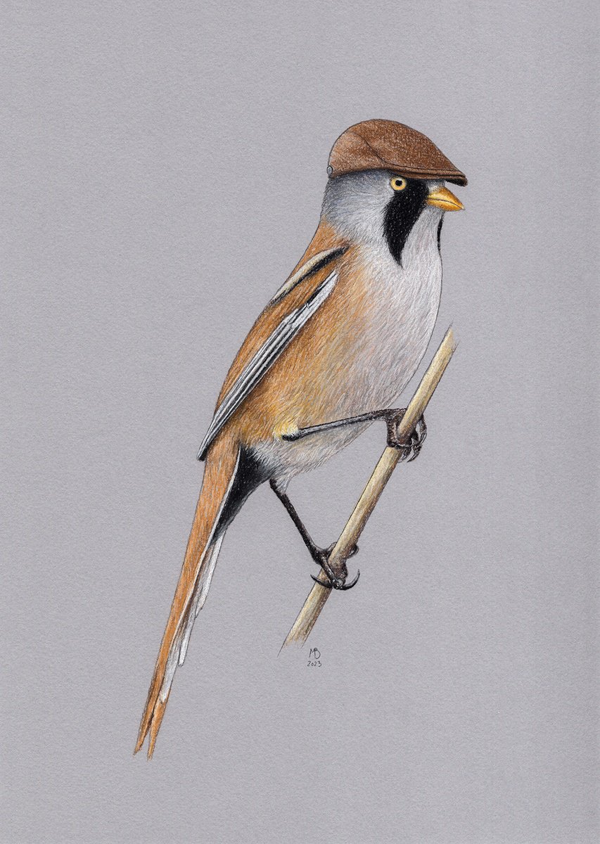 Bearded reedling Pastel drawing by Mikhail Vedernikov | Artfinder