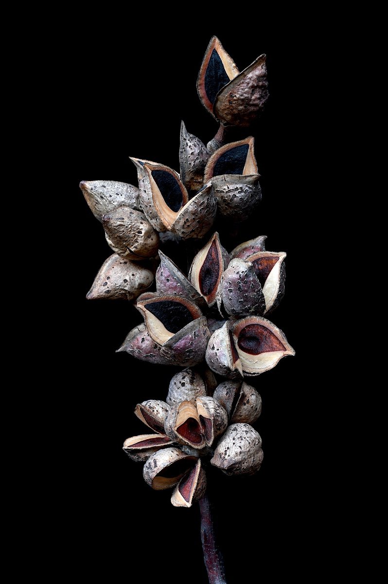 Hakea Seed Pods Photograph: Nadia Culph | Artfinder