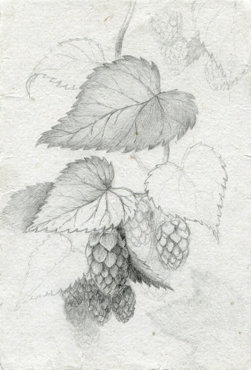 Hop drawing Pencil drawing: Liliya Rodnikova | Artfinder