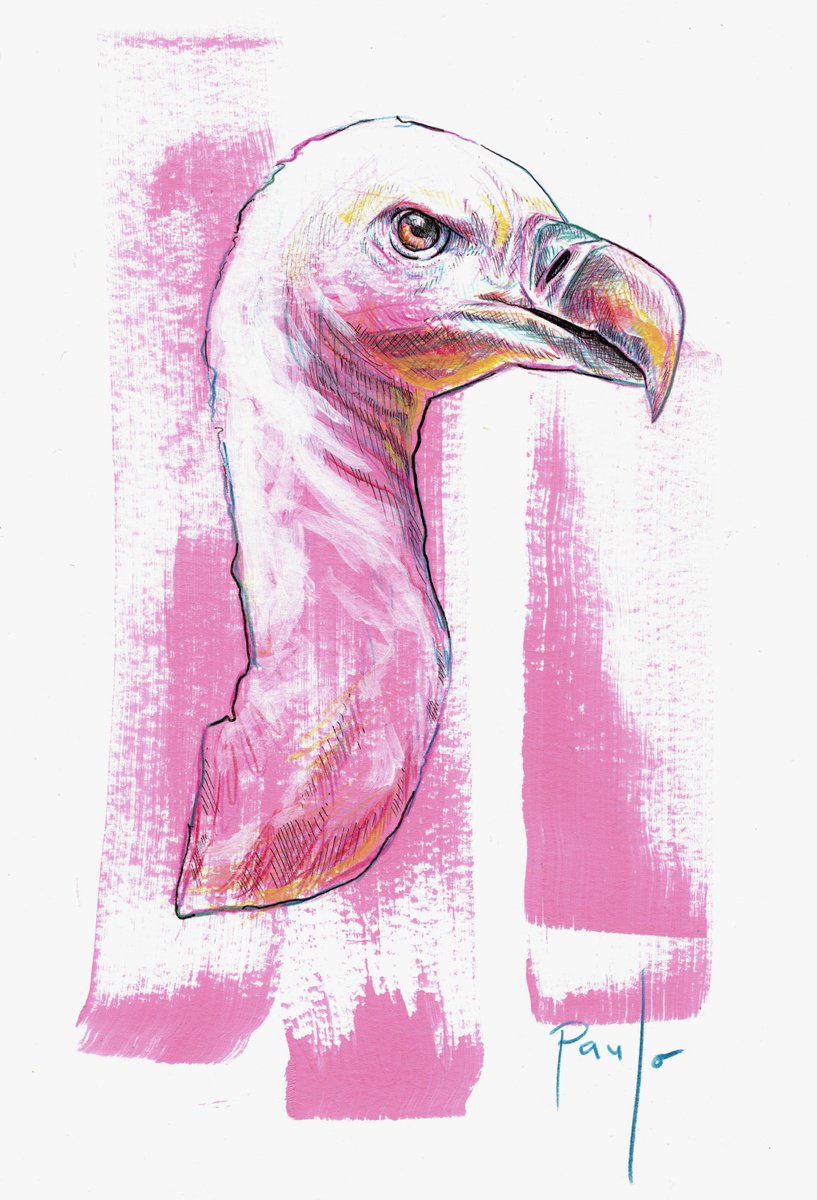 Griffon Vulture Ink drawing: Paul Ward Griffon Vulture Ink drawing: Paul Ward