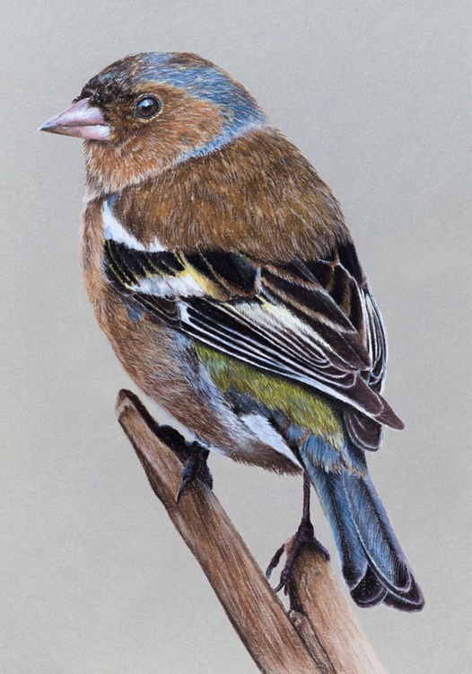 Original pastel drawing "Common chaffinch" | Artfinder