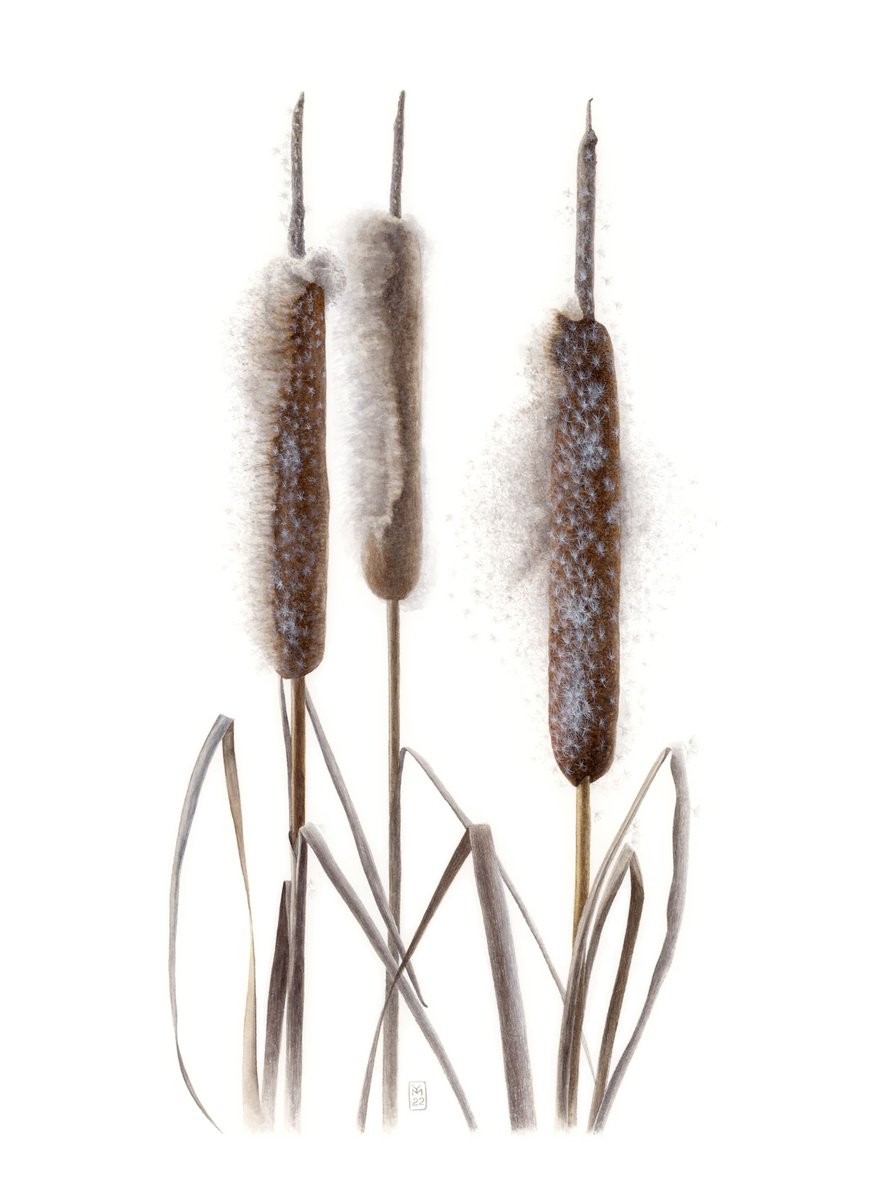 Cattails Watercolour: Yuliia Moiseieva | Artfinder