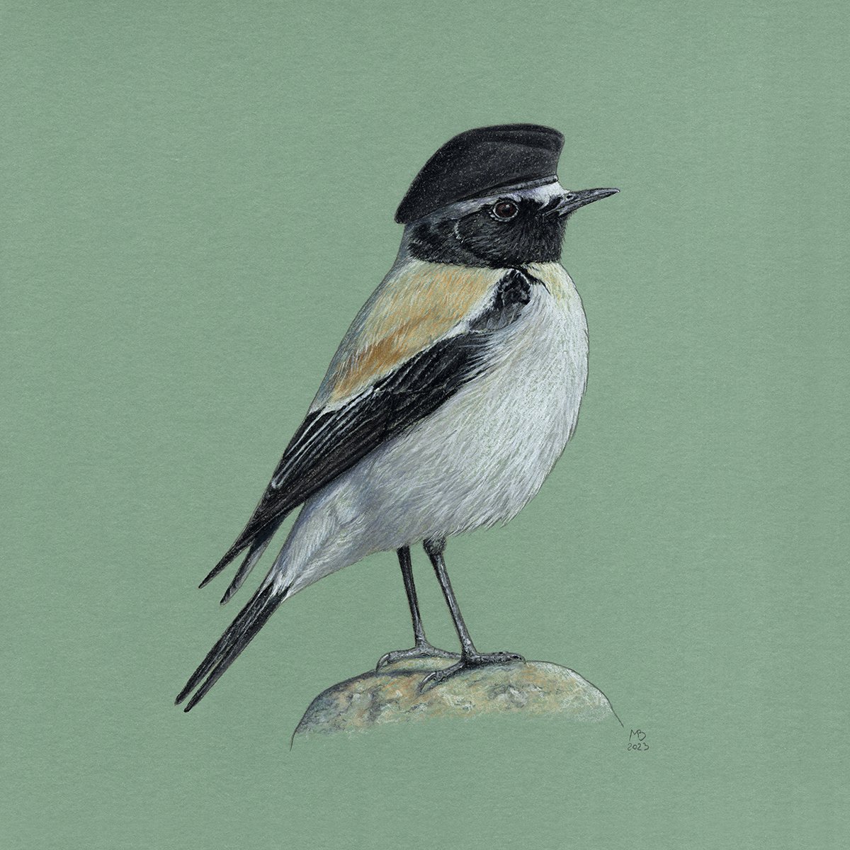 Desert wheatear Pastel drawing by Mikhail Vedernikov | Artfinder