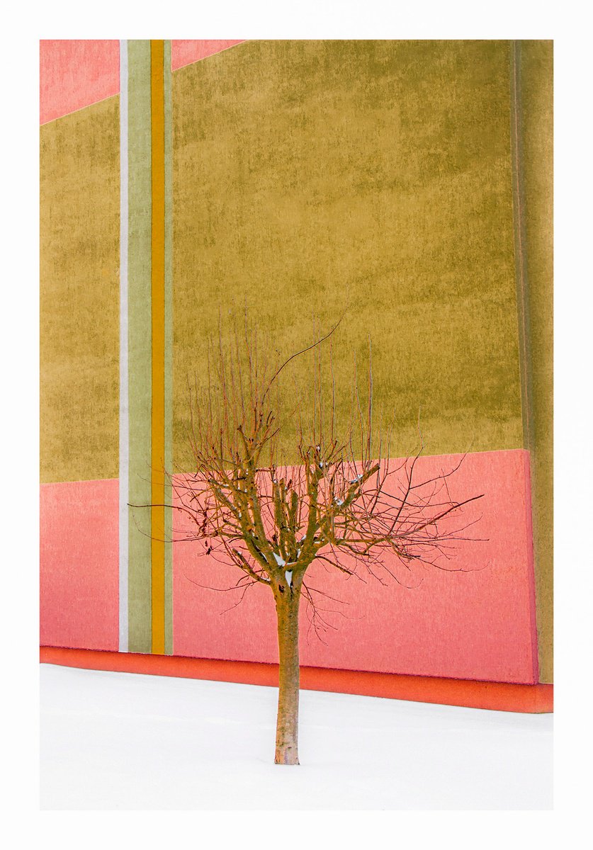 Once upon a Tree 13 Photograph: Beata Podwysocka | Artfinder