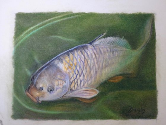 Carpe Diem (Common Carp) Pencil drawing by Dawn Rodger | Artfinder
