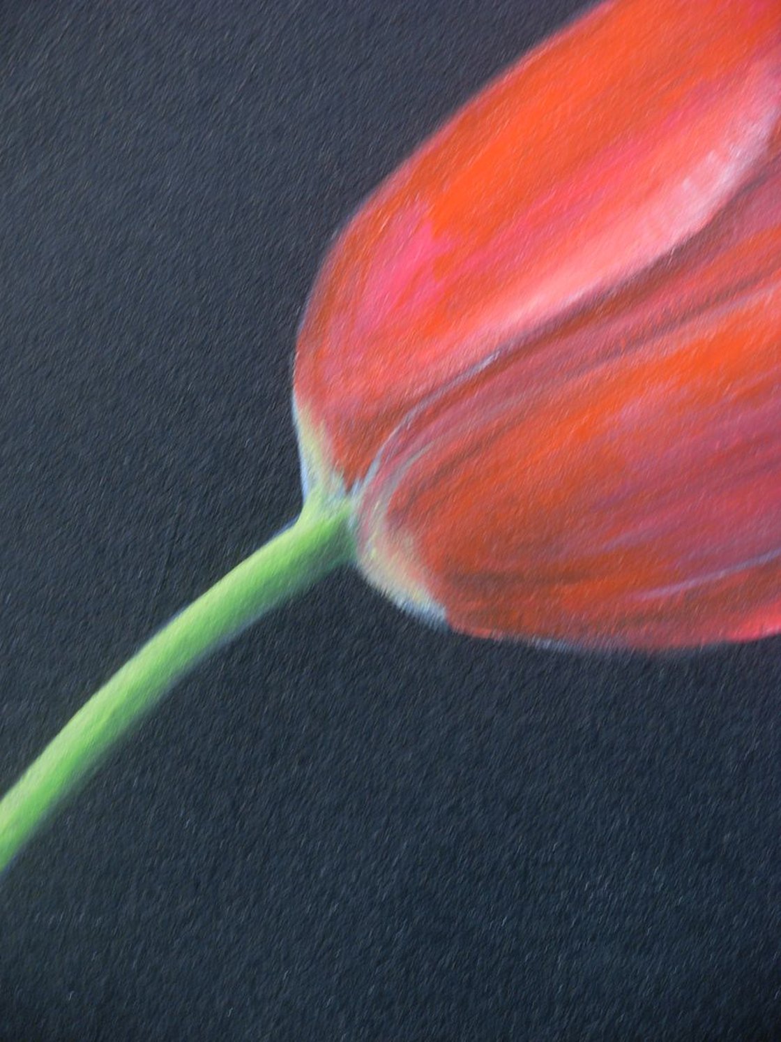 One Red Tulip Acrylic painting by Jan Rippingham | Artfinder