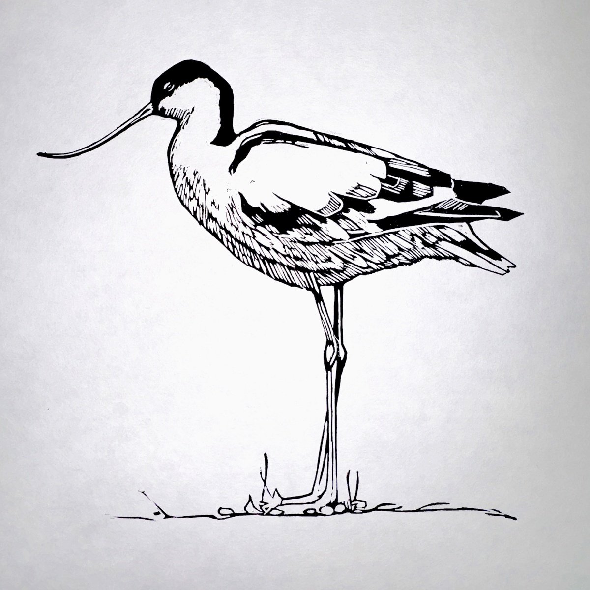 Avocet Linocut Linocut by Jem Gooding | Artfinder