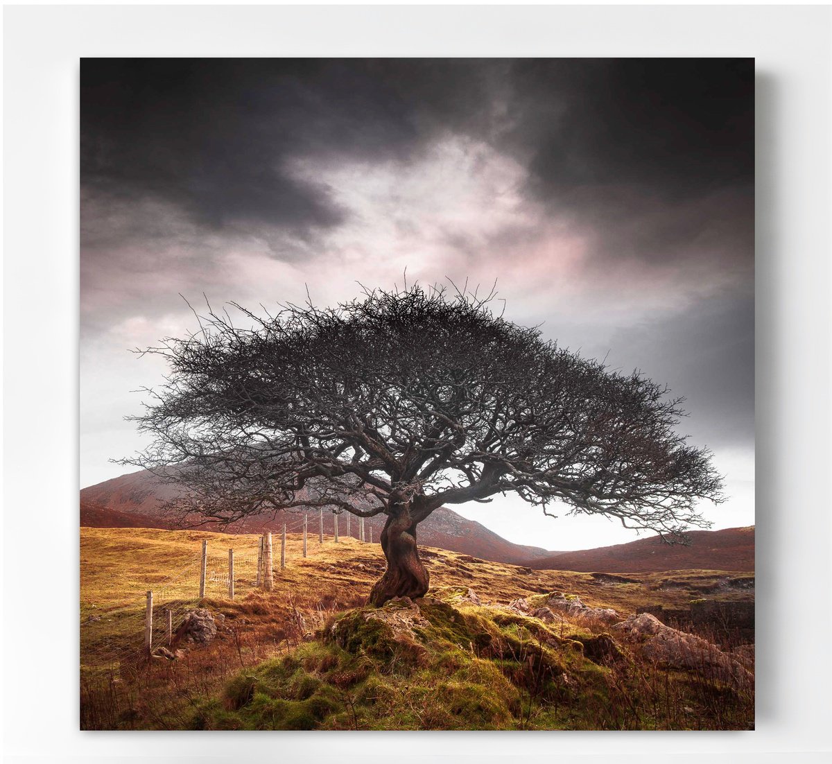 The One Tree Photograph: Lynne Douglas | Artfinder