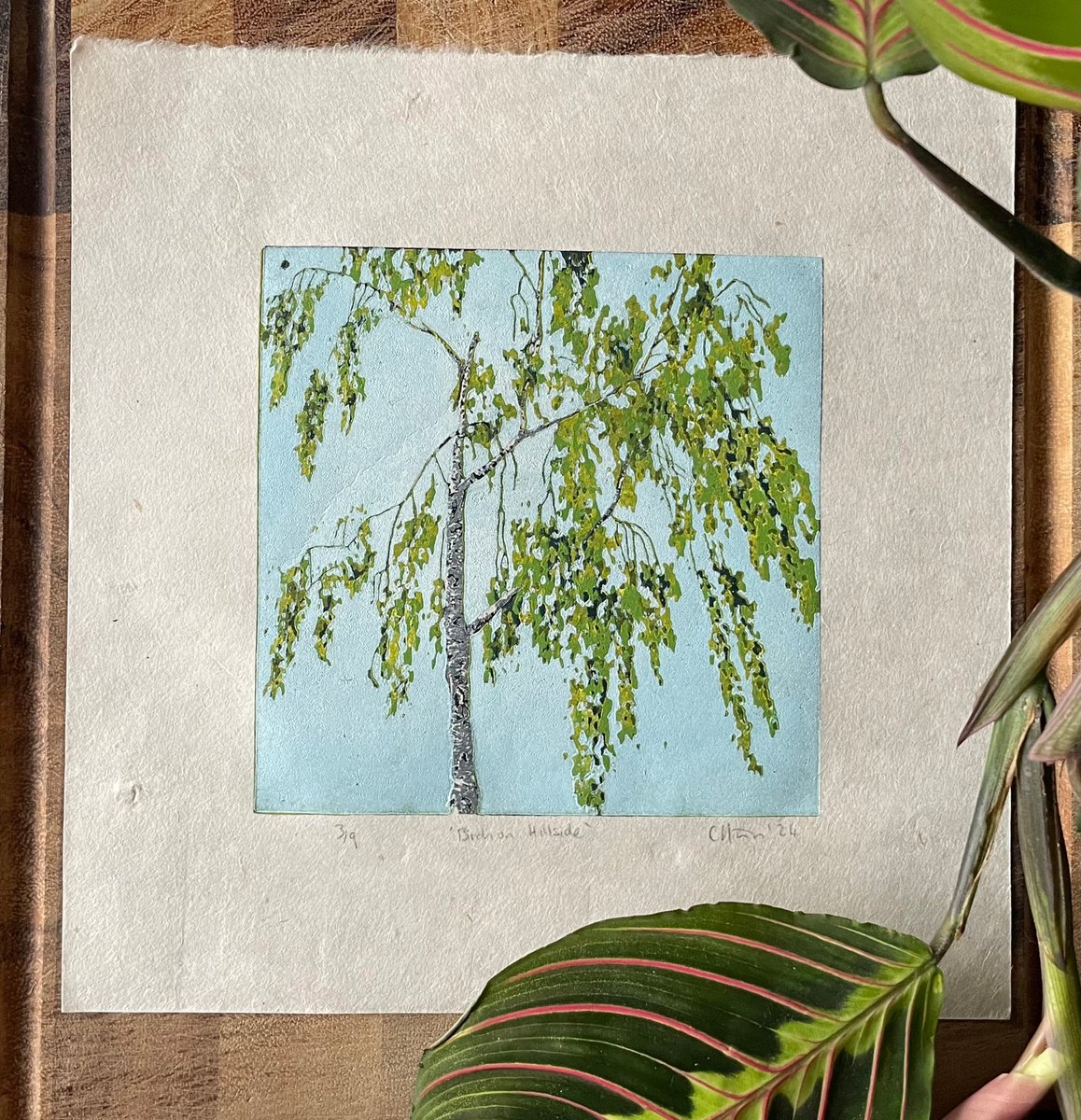 Birch Tree Linocut Print Linocut: C Staunton | Artfinder