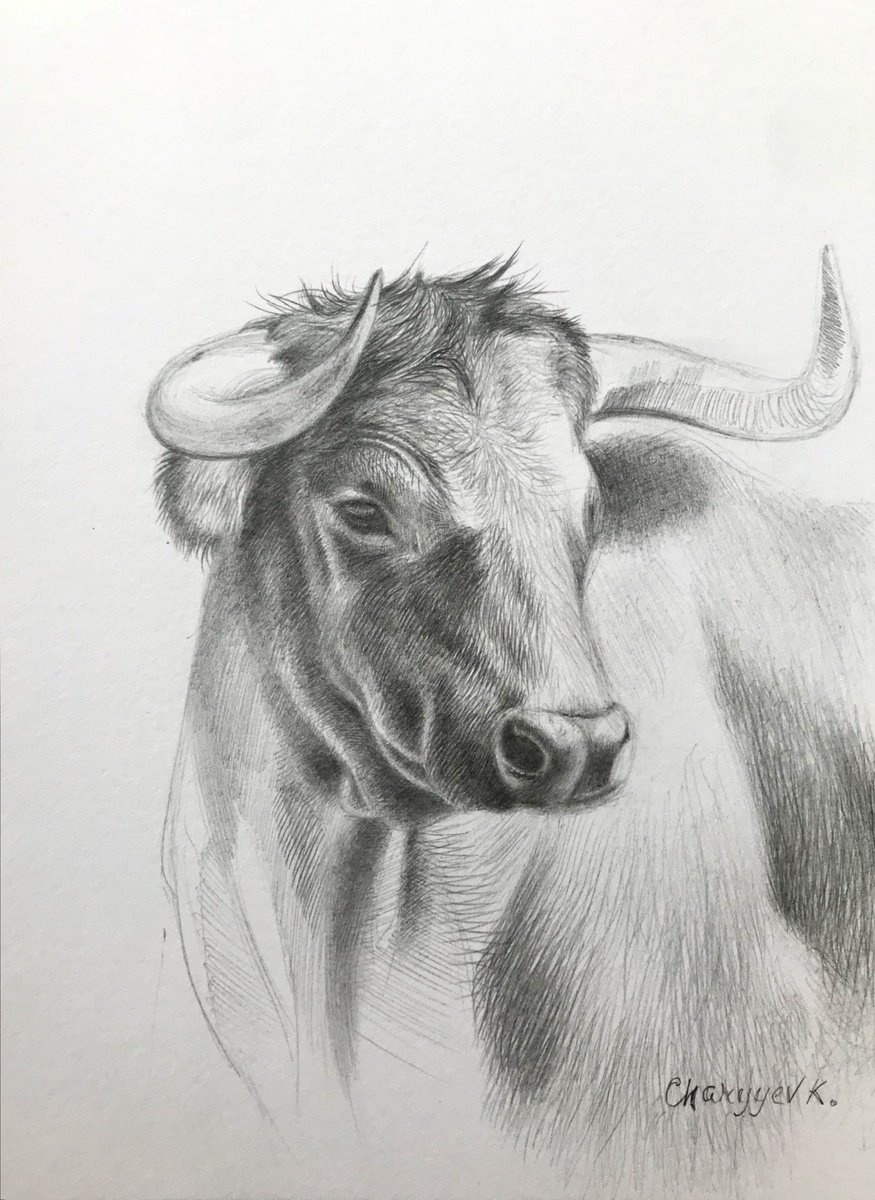 Fighting bull Pencil drawing: Kakajan Charyyev | Artfinder
