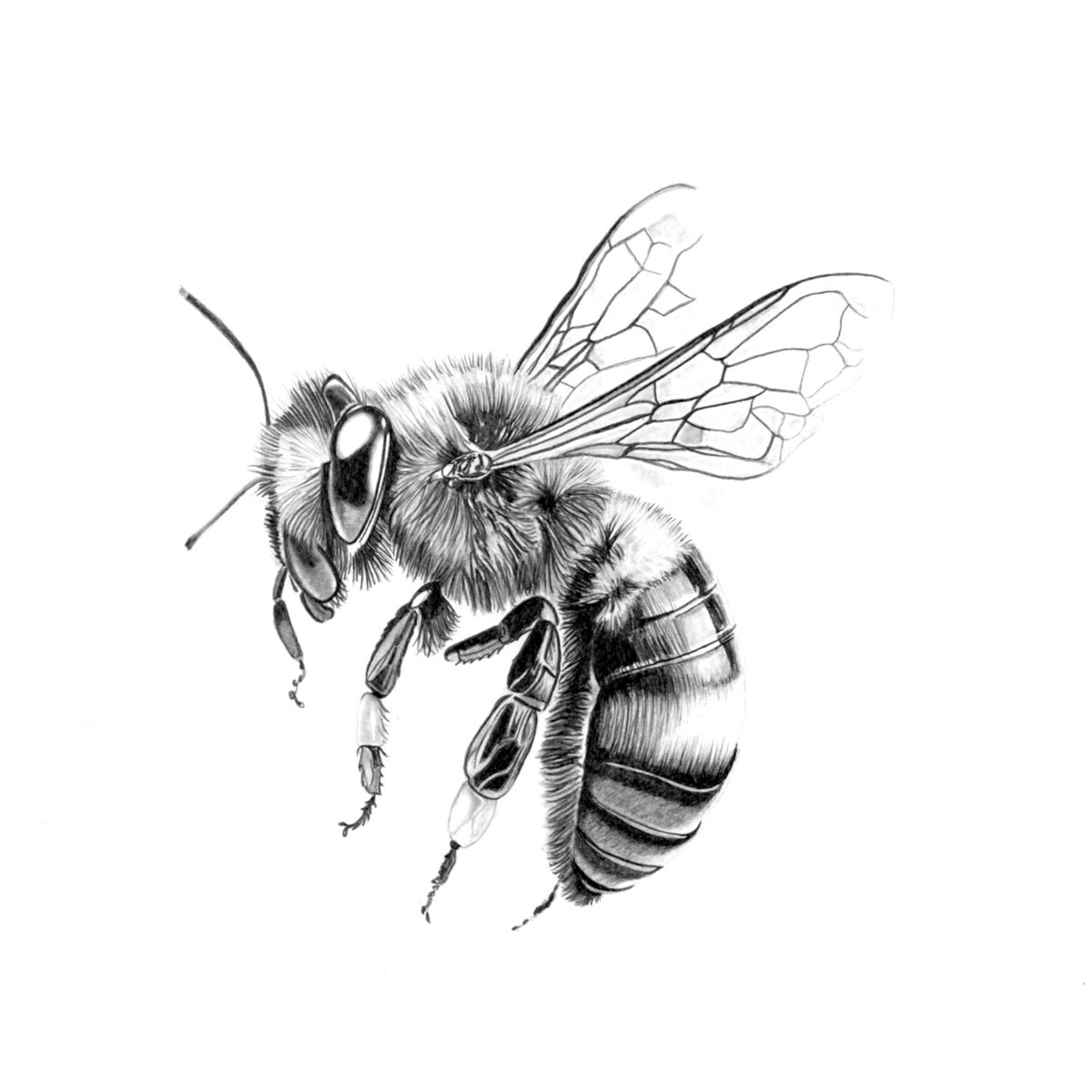 Bee in Pencil Pencil drawing: Paul Stowe | Artfinder