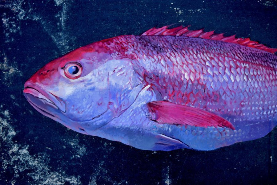 Red Snapper - Slate Fish Painting Acrylic painting: Abi Whitlock ...