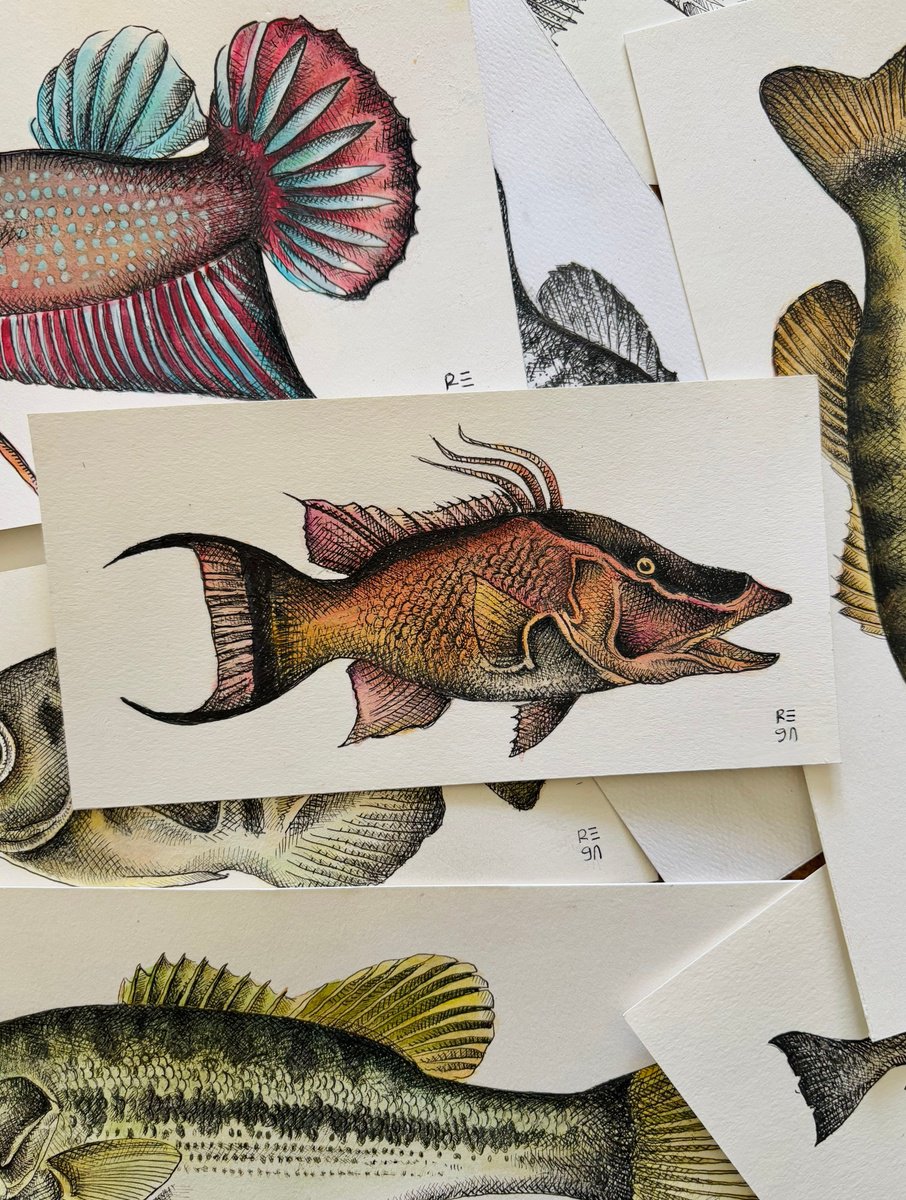 Hogfish Ink drawing: Mariana Renteria Garnica | Artfinder