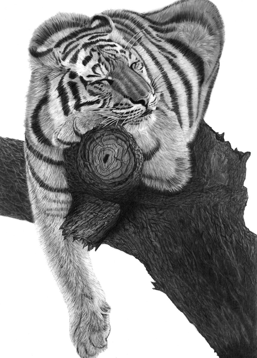 Sleeping Tiger Pencil drawing by Paul Stowe | Artfinder