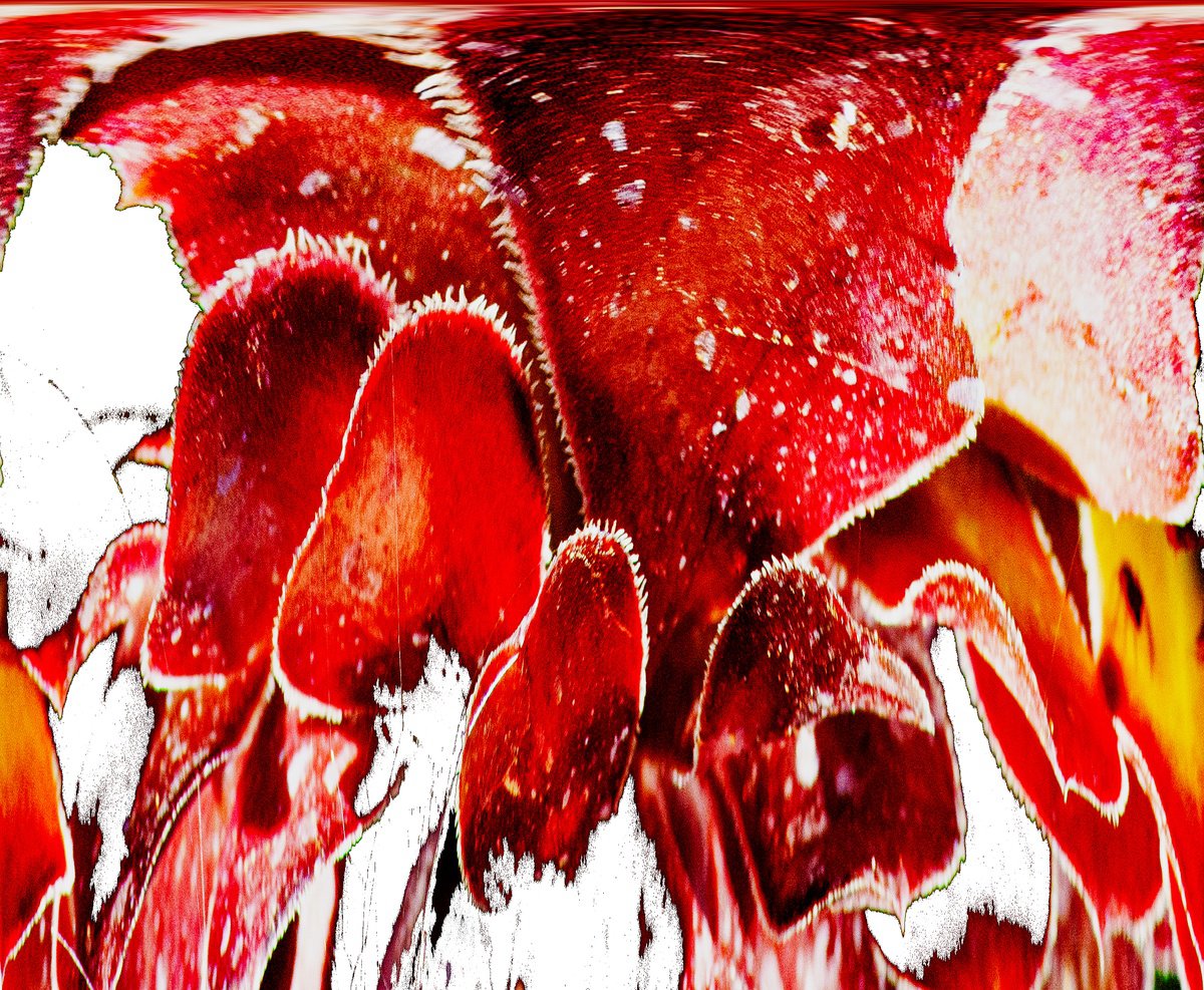 Vivid Red Shapes Photograph by Bruno Paolo Benedetti | Artfinder