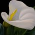 Calla (2014) Oil painting by Dietrich Moravec | Artfinder