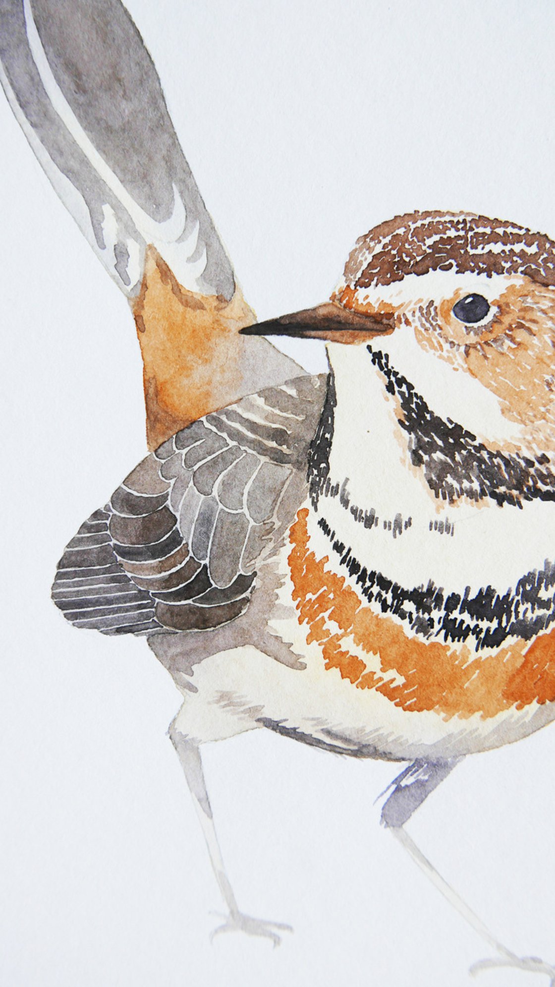 Dappled bird Watercolour: Karina Danylchuk | Artfinder