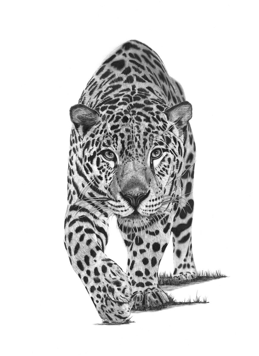 Leopard Pencil drawing: Paul Stowe | Artfinder