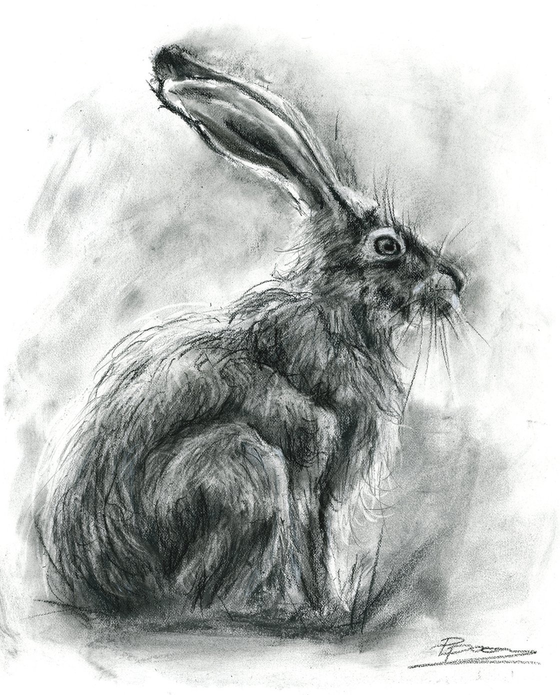 Charcoal animal drawing store