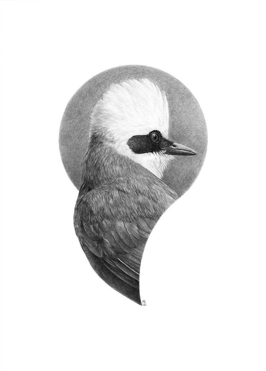 White-crested laughingthrush Pencil drawing by Mikhail Vedernikov ...