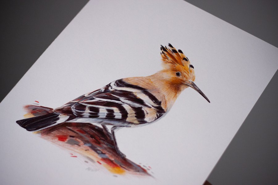Eurasian Hoopoe Drawing: Daria Maier | Artfinder