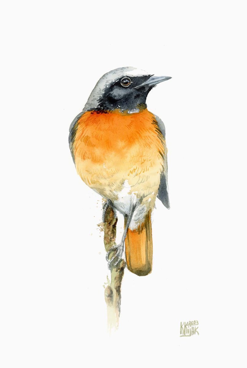 Redstart Bird Watercolour: Karolina Kijak | Artfinder