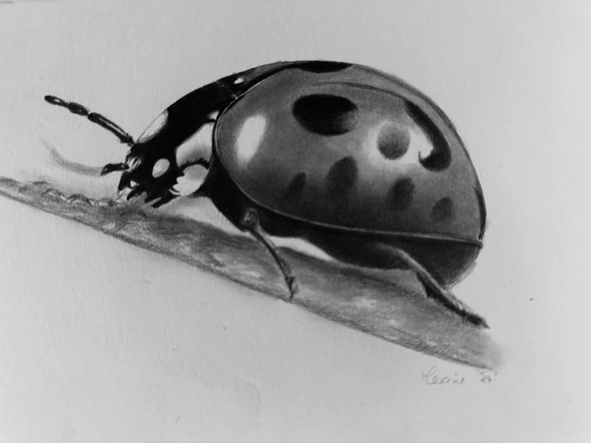 Ladybird Pencil drawing by Maxine Taylor | Artfinder