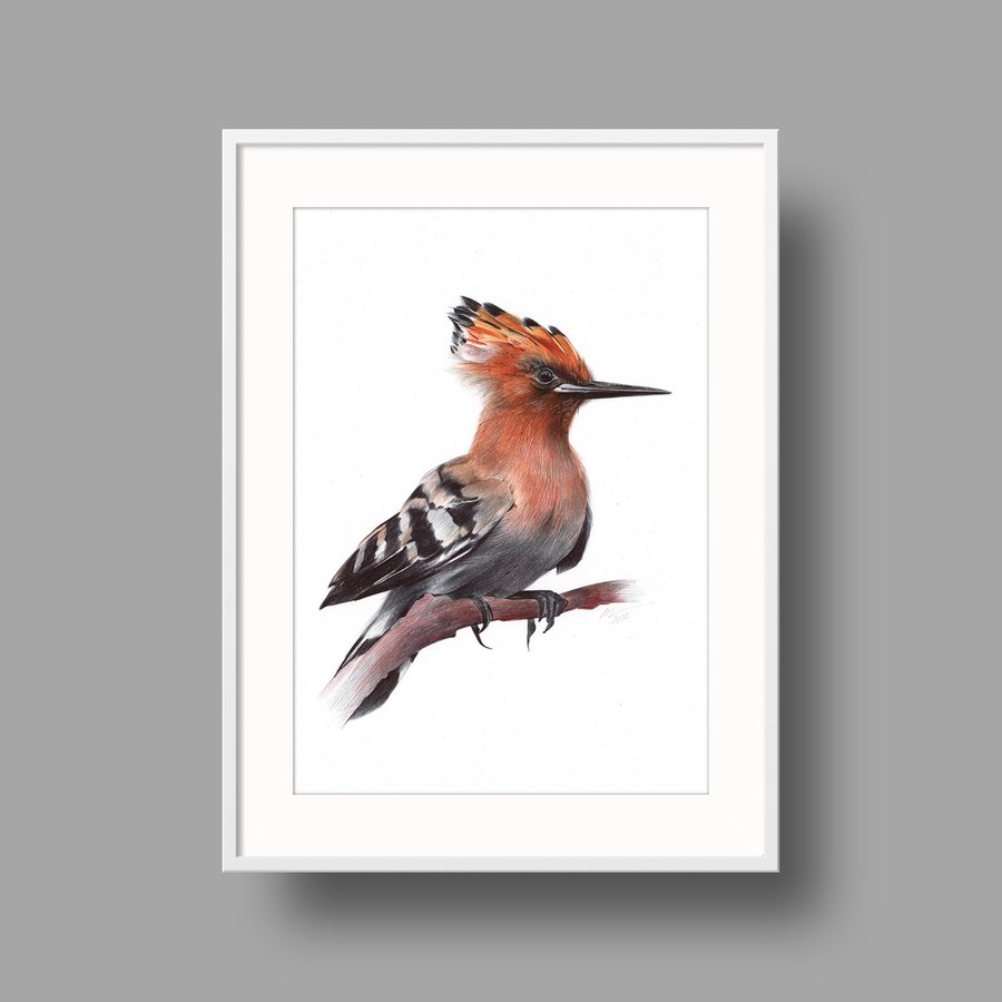 Eurasian Hoopoe Drawing: Daria Maier | Artfinder