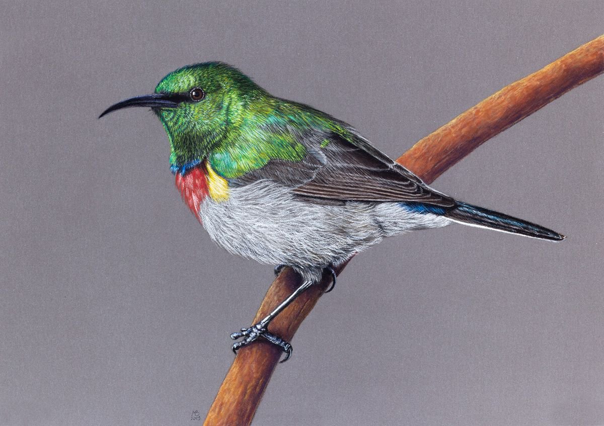 Original pastel drawing "Double collared Sunbird" Pastel drawing by ...